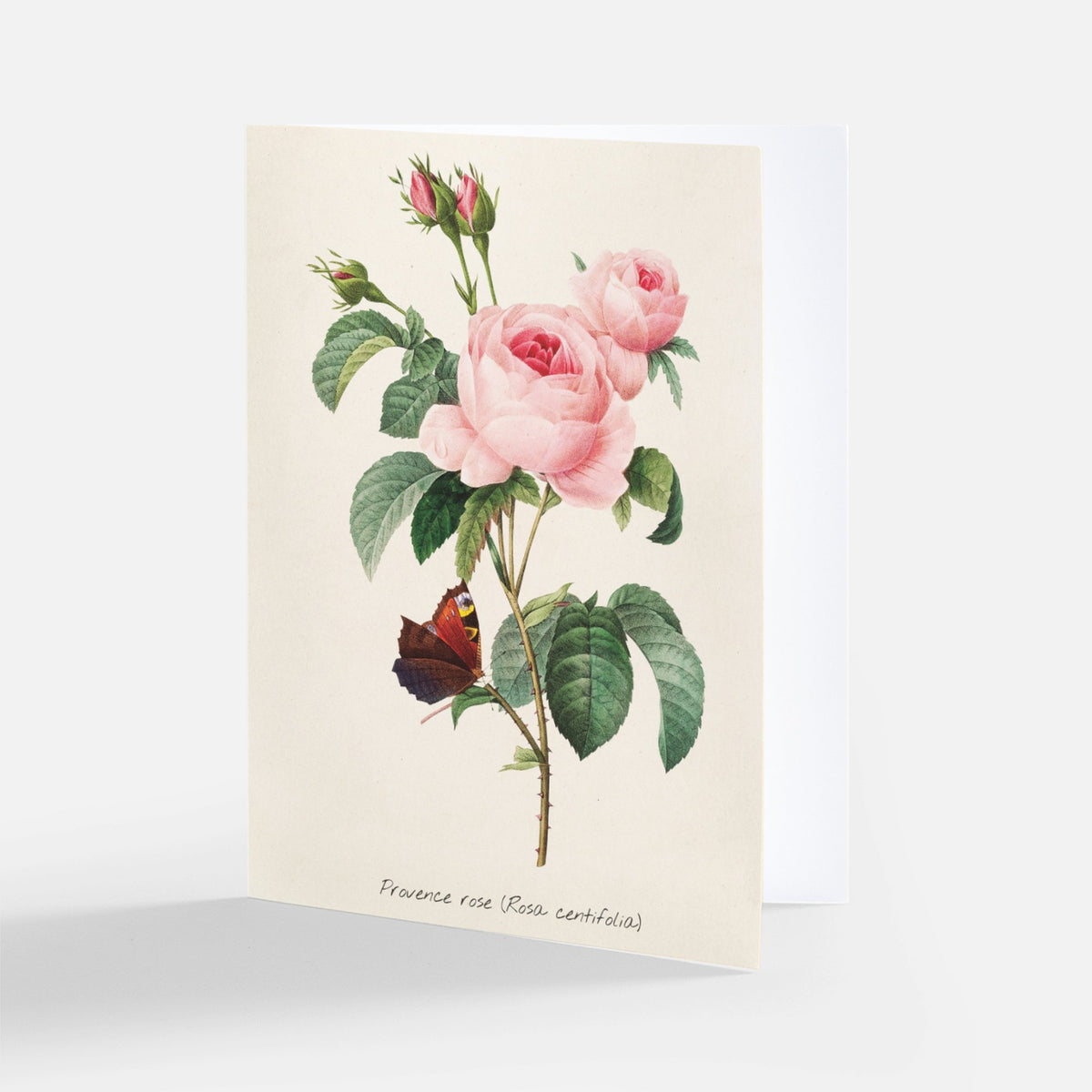 Redouté 'PROVENCE ROSE' - GIFT CARD - Malmaison